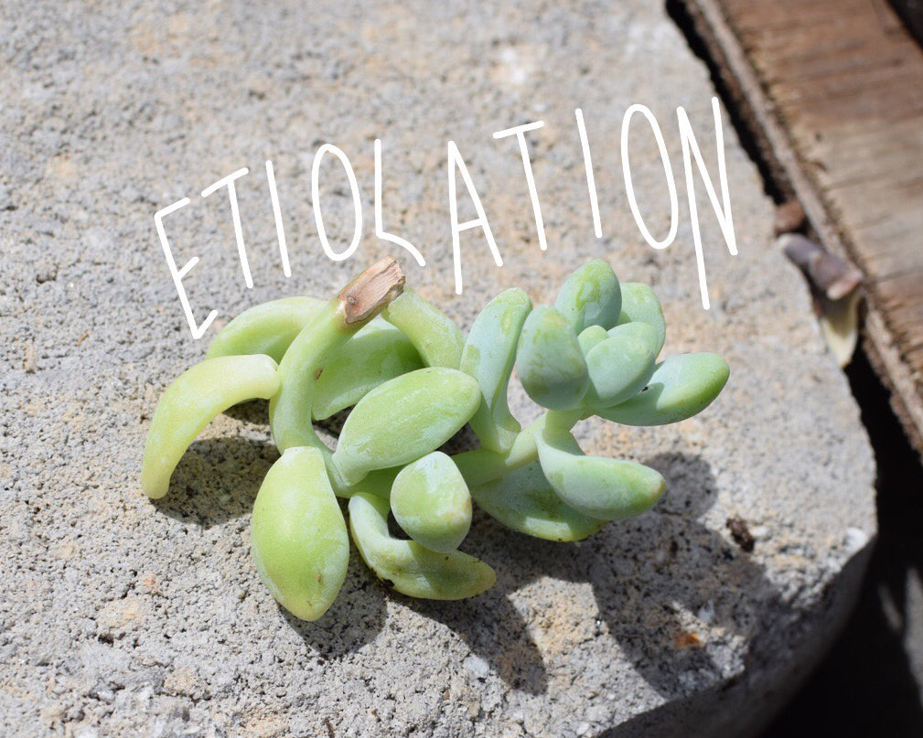 What is Etiolation? – Plantsrobot